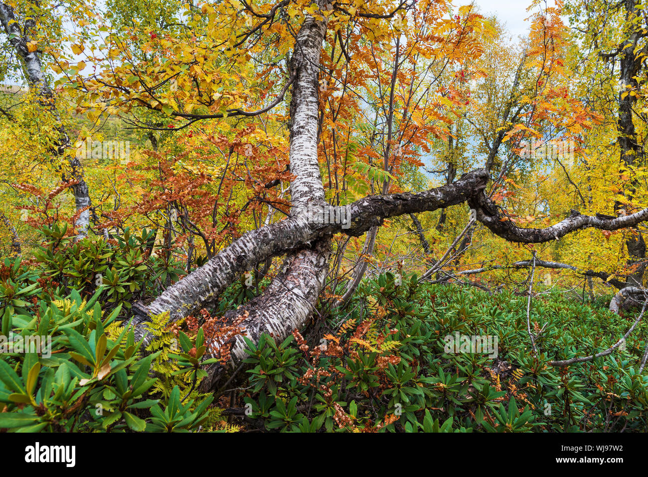 Beautiful autumn trees in the deciduous forest. The curved trunks of ...