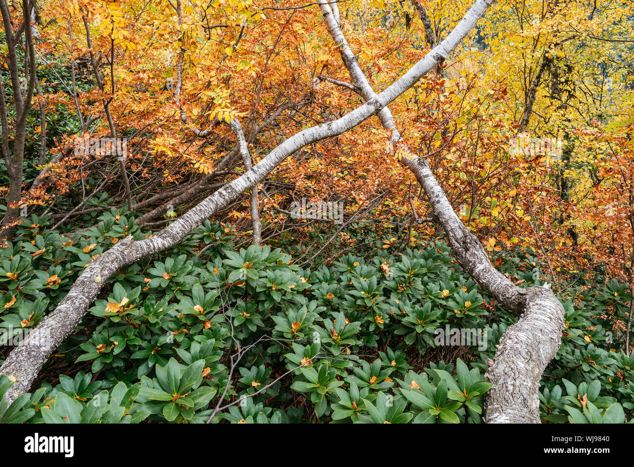 Beautiful autumn trees in the deciduous forest. The curved trunks of ...