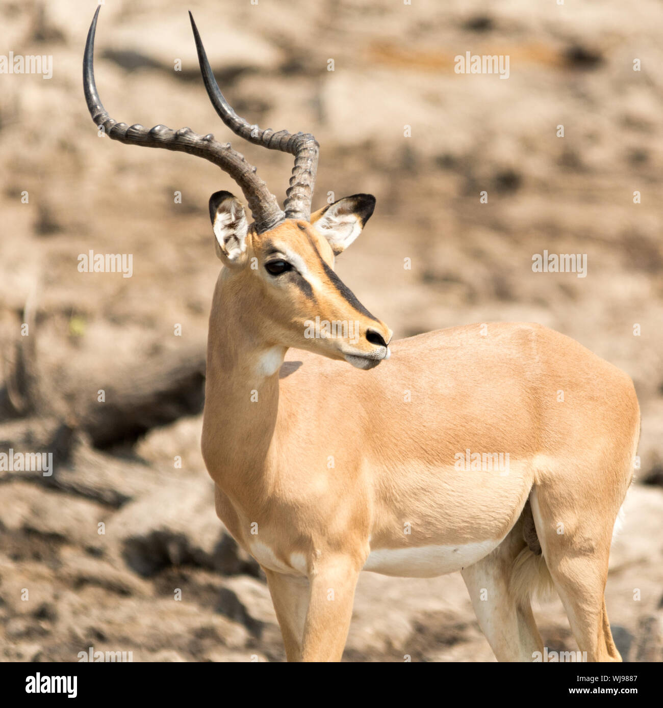 Headshot of an impala hi-res stock photography and images - Alamy