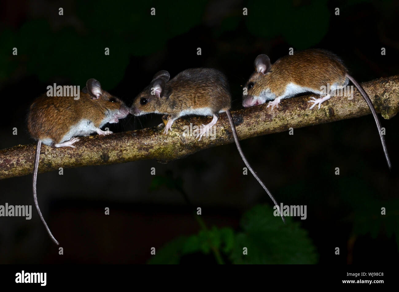 Native mouse hi-res stock photography and images - Alamy