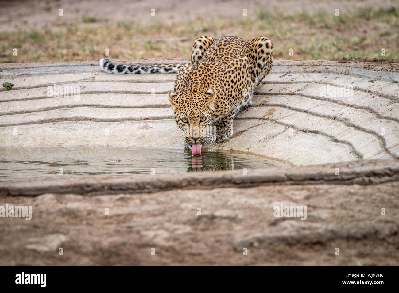 Leopard drinking water hi-res stock photography and images - Alamy