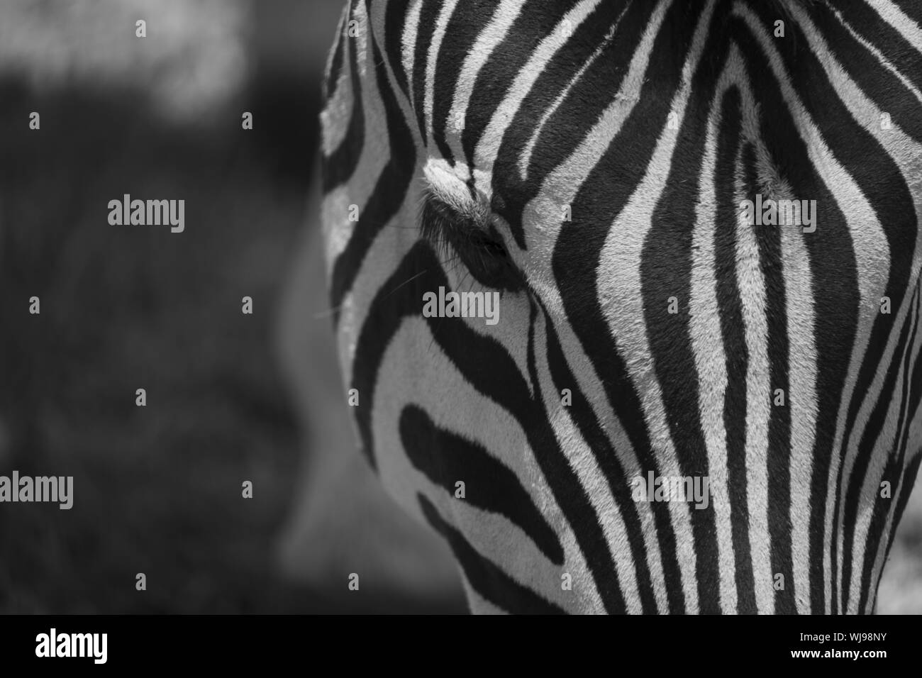 Coat patterns hi-res stock photography and images - Alamy