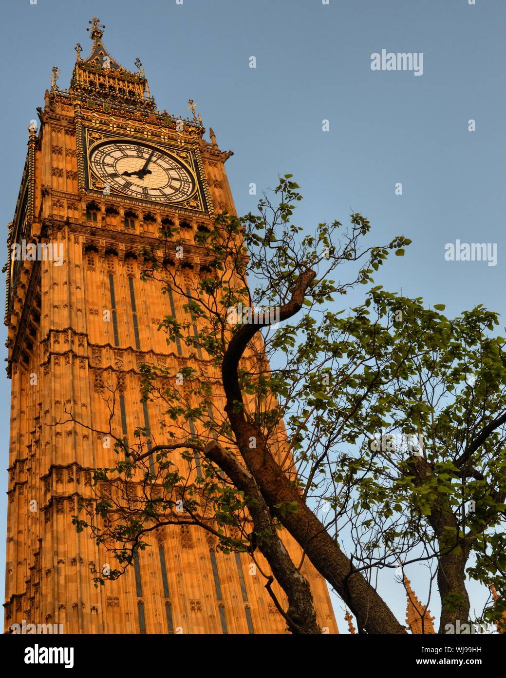 Ben tree hi-res stock photography and images - Alamy