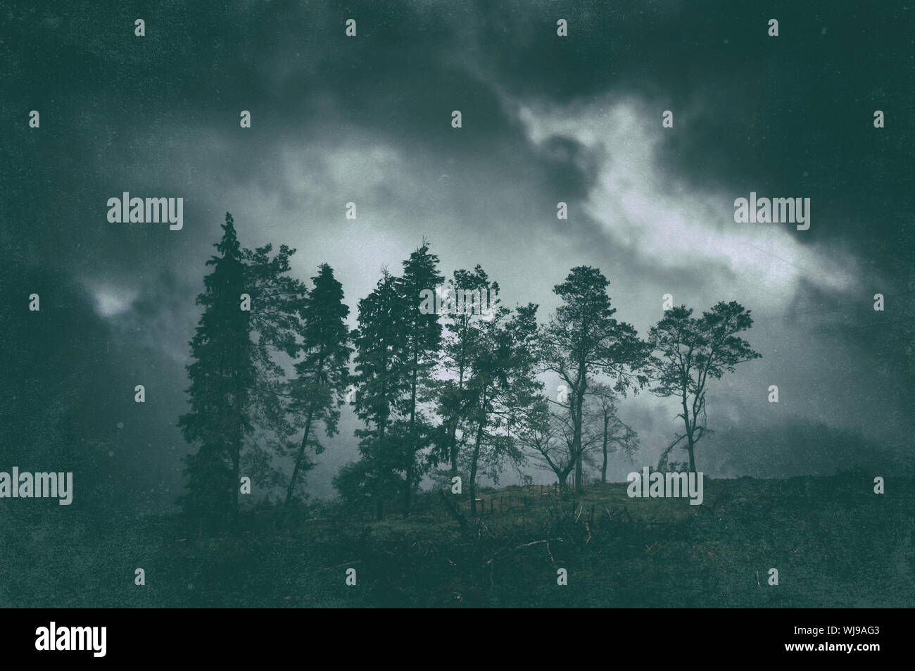 moody dark landscape of trees with grungy textures Stock Photo - Alamy