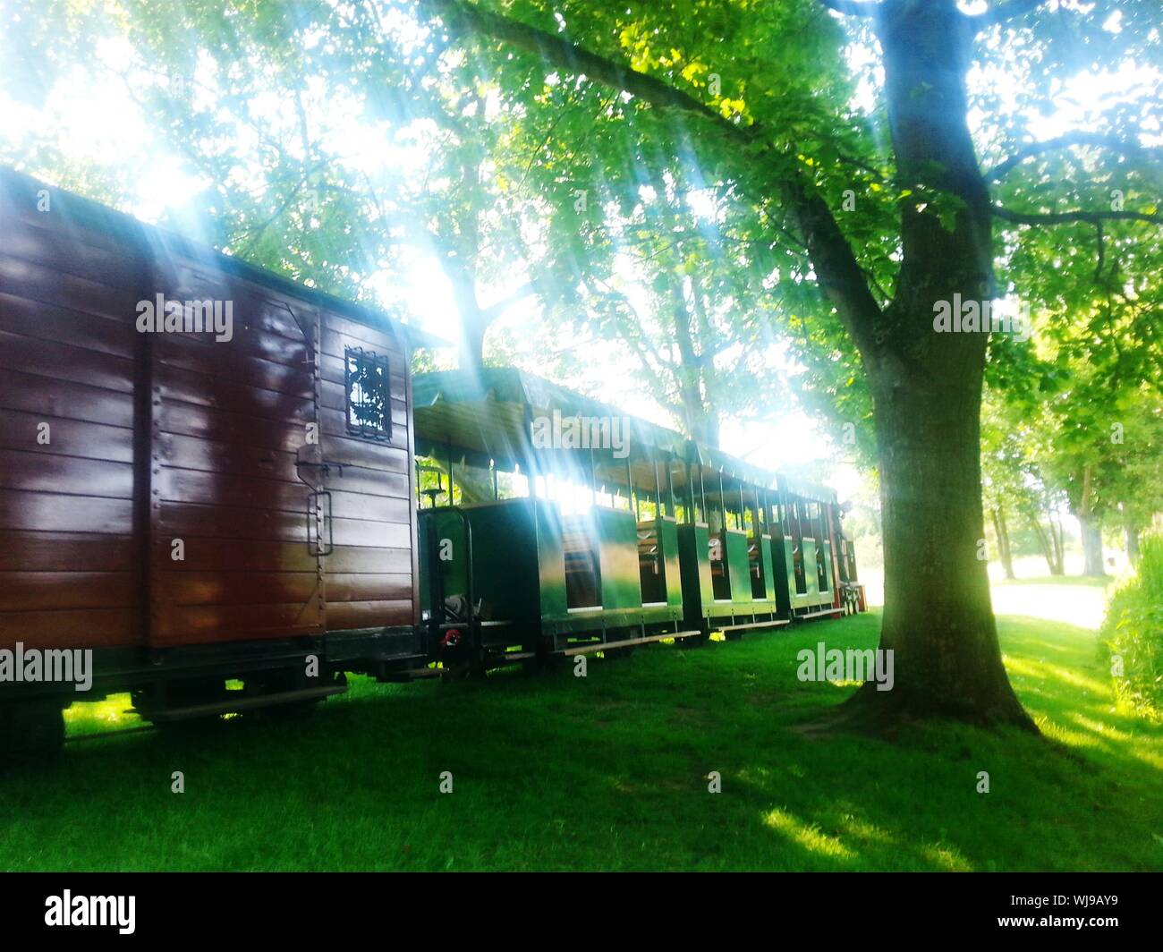 Train tree hi-res stock photography and images - Alamy