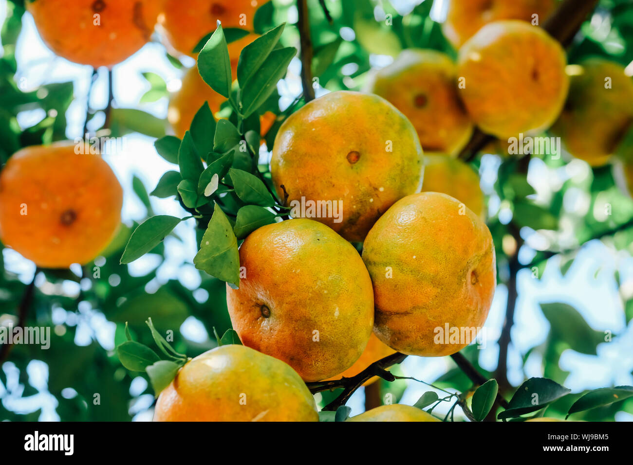 Mandarin citrus fruits on the tree in Mekong Delta, Southern Vietnam ...
