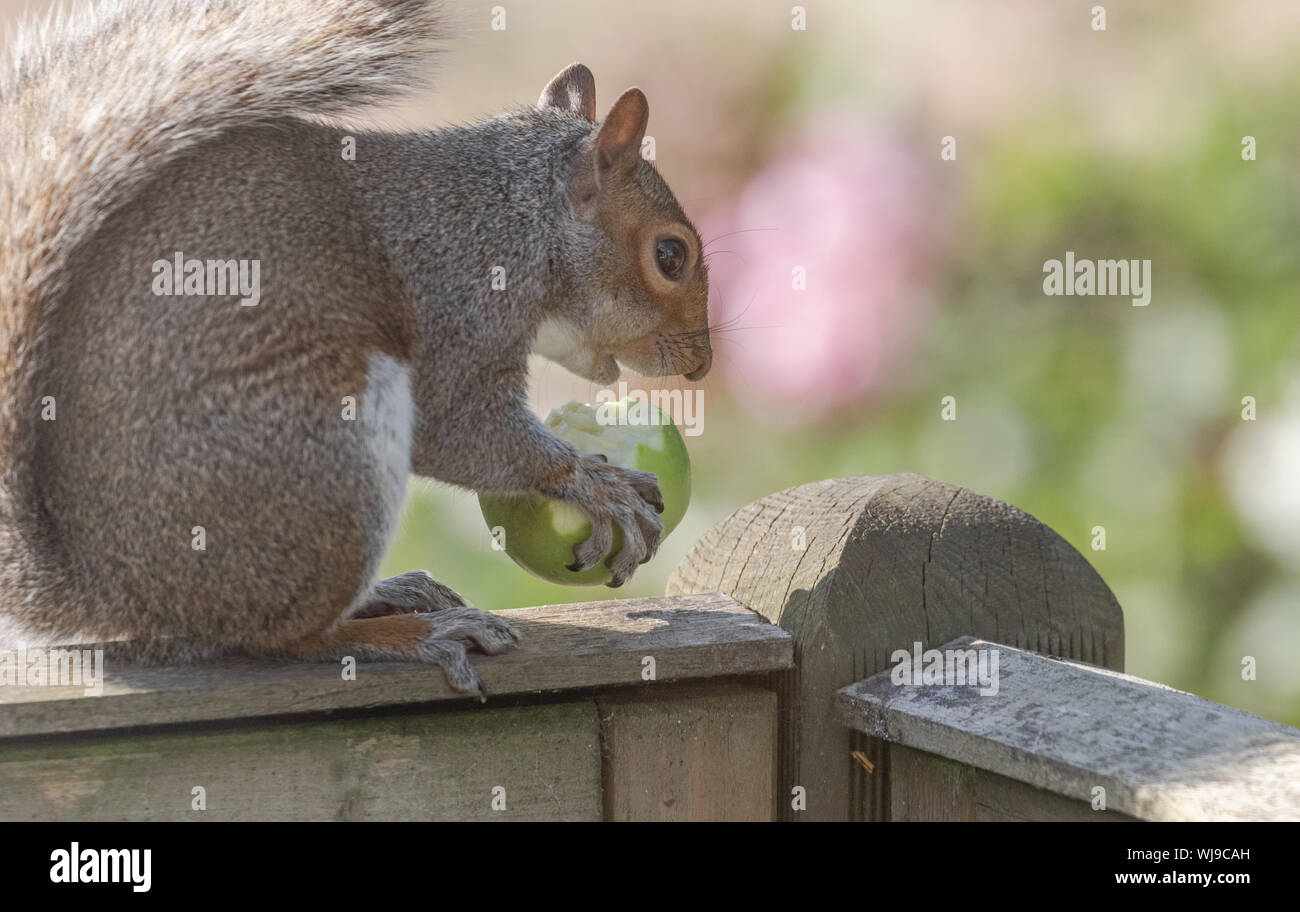A grey squirrel eating an apple taken from a garden fruit tree Stock ...