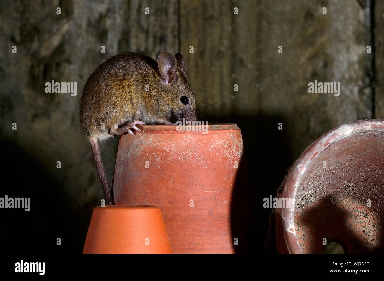 Mouse house hi-res stock photography and images - Alamy