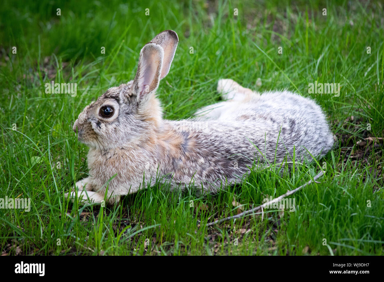 Rabbit Lying Down High Resolution Stock Photography and Images - Alamy