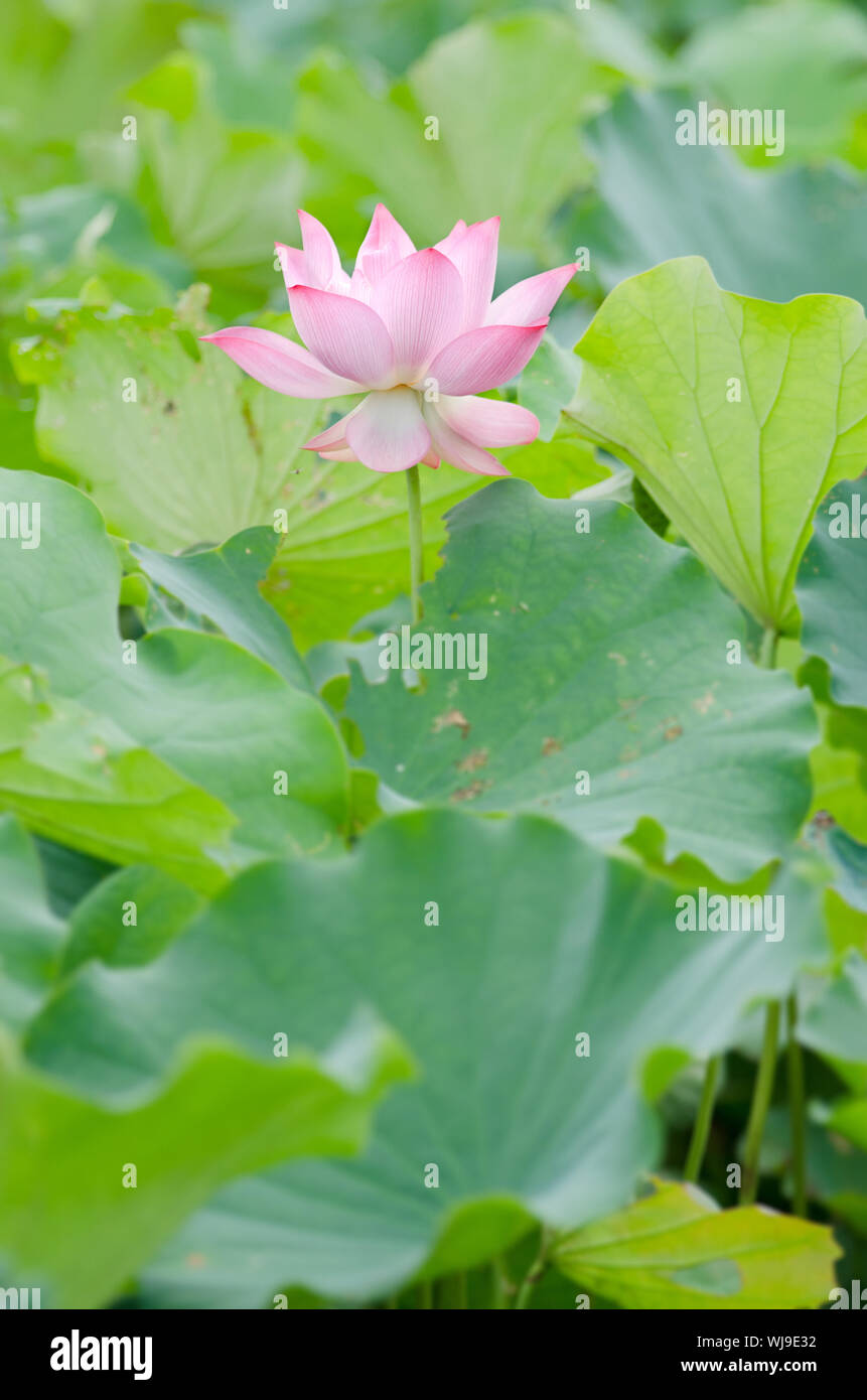 Lotus flower in the farm at daytime Stock Photo - Alamy