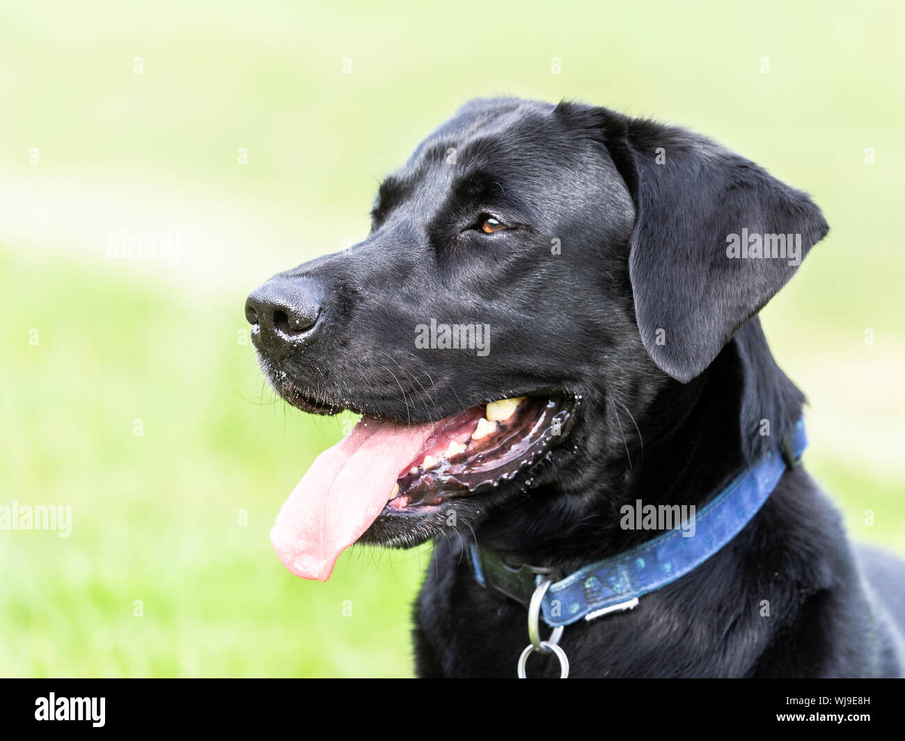 Labrador head hi-res stock photography and images - Alamy