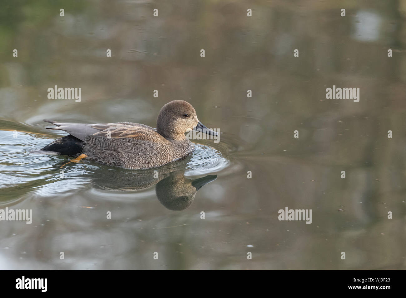 Uk duck species hi-res stock photography and images - Alamy