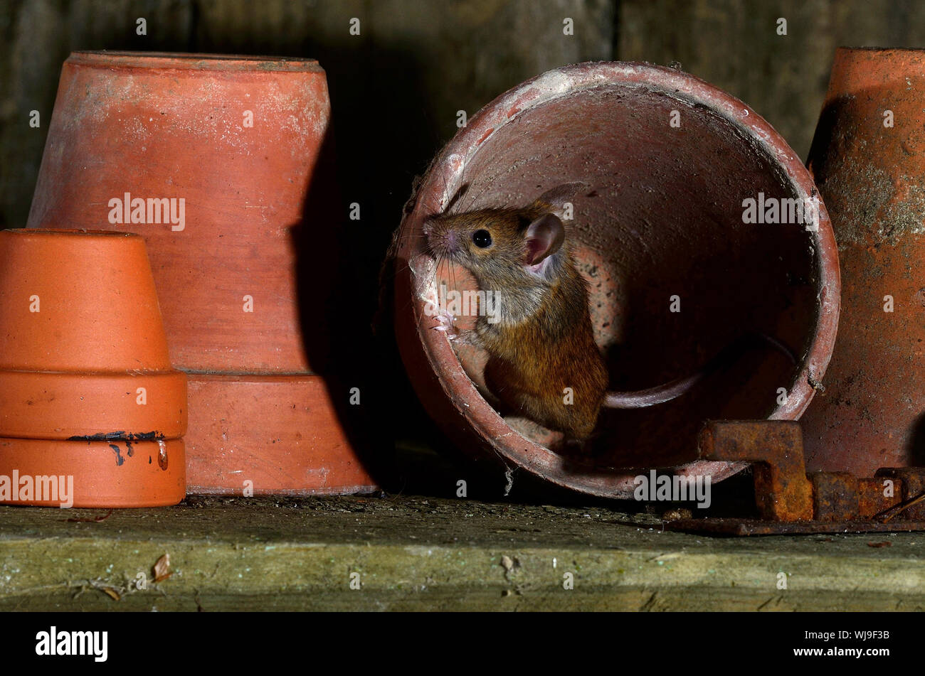 Long tail mouse hi-res stock photography and images - Alamy