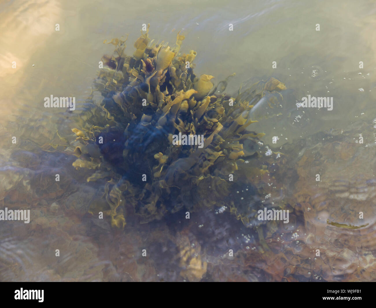 Seaweed swaying in the waves, UK Stock Photo - Alamy