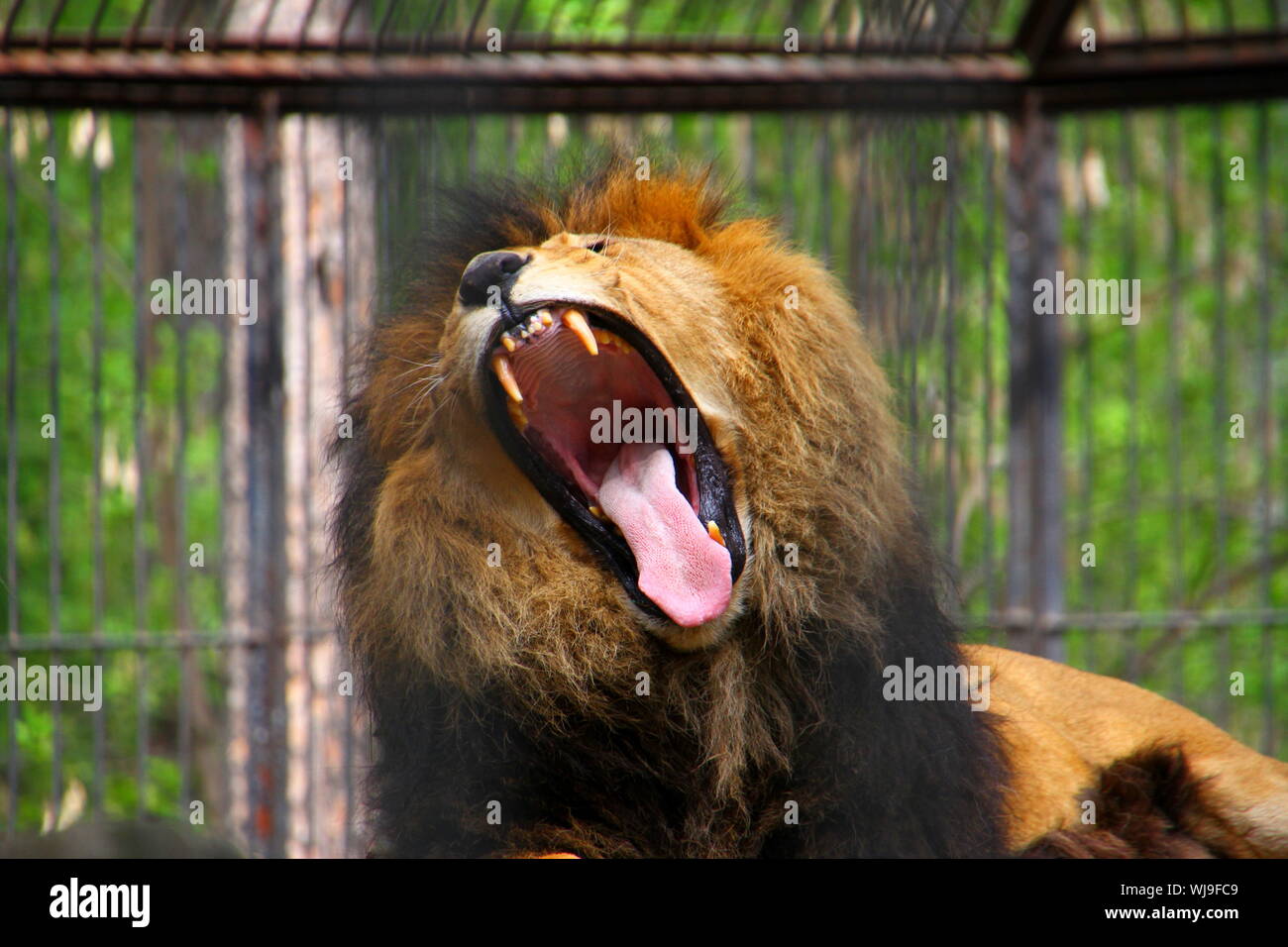 Close-up of a Lion roaring. Angry roaring or yawing lion. Portrait of a ...