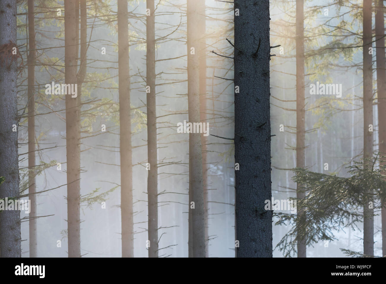 Fog and solar light in the spruce forest. Beautiful morning landscape ...
