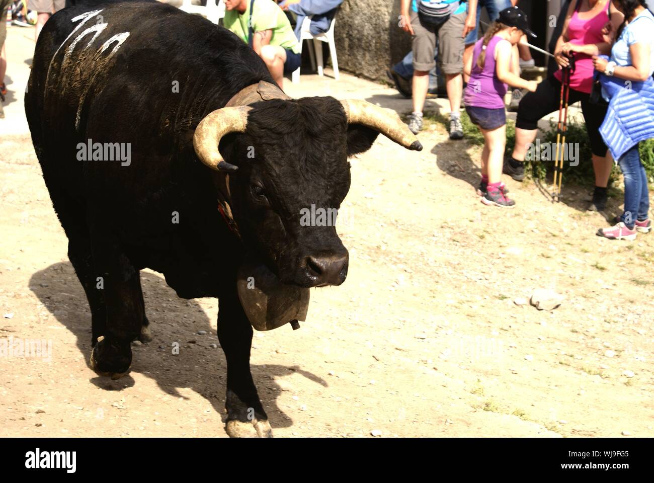 Bull bell hi-res stock photography and images - Alamy