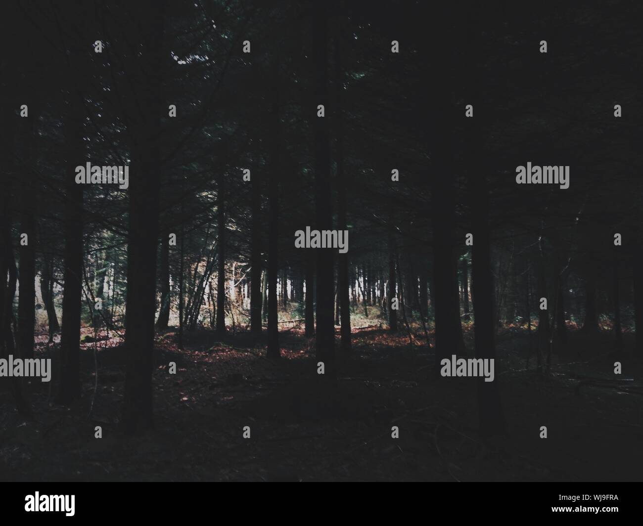 Into the dark forest hi-res stock photography and images - Alamy