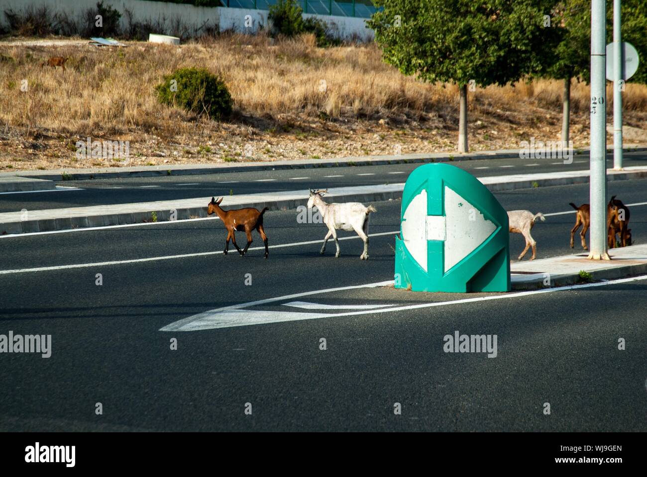 Goats crossing road hi-res stock photography and images - Alamy