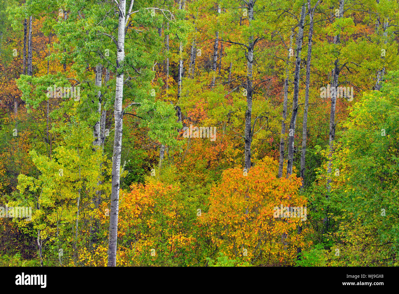 Early autumn foliage in the understory of an aspen woodland, Thunder ...