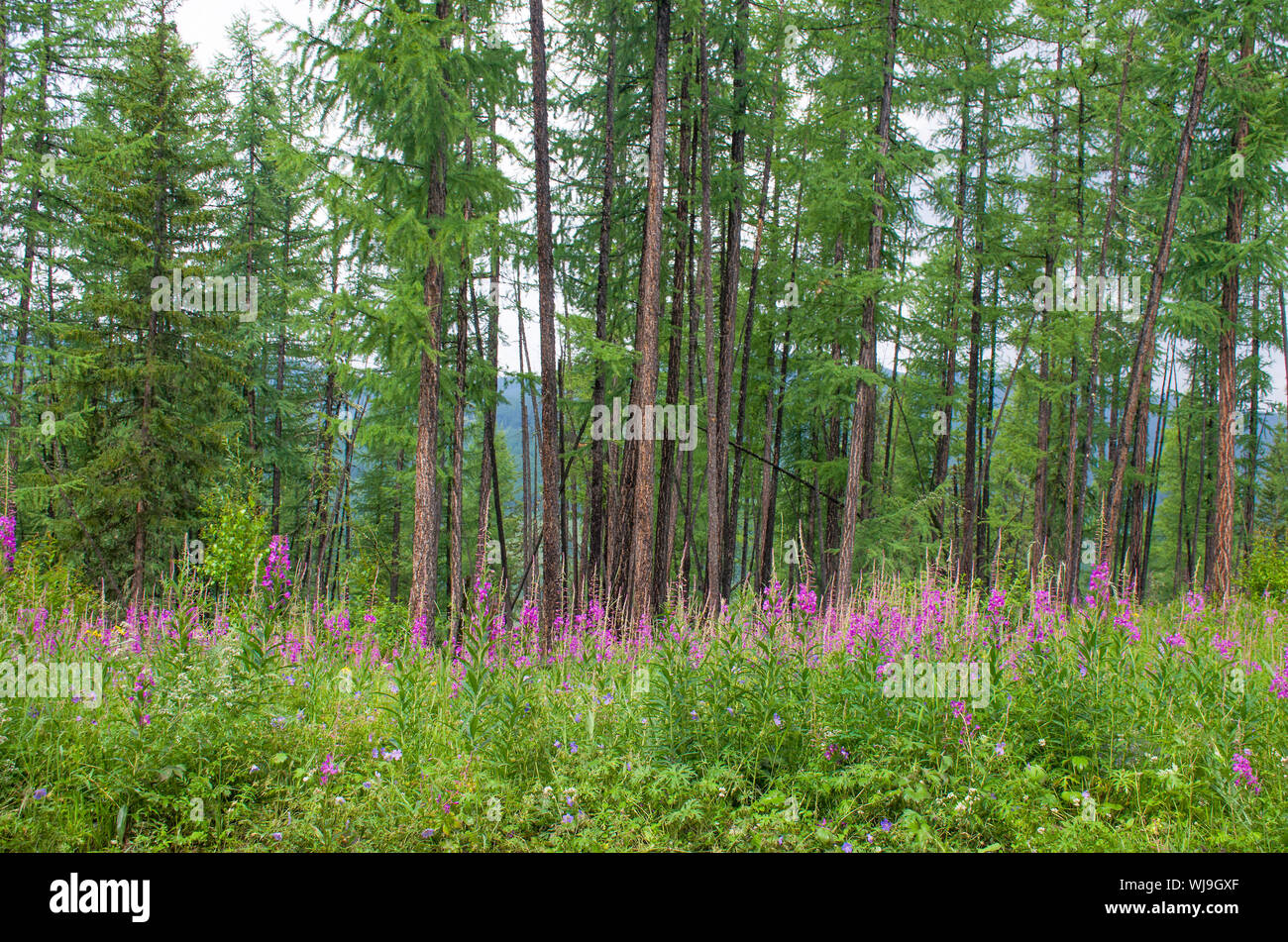 Plantas De Taiga Plantas De Taiga Mistial