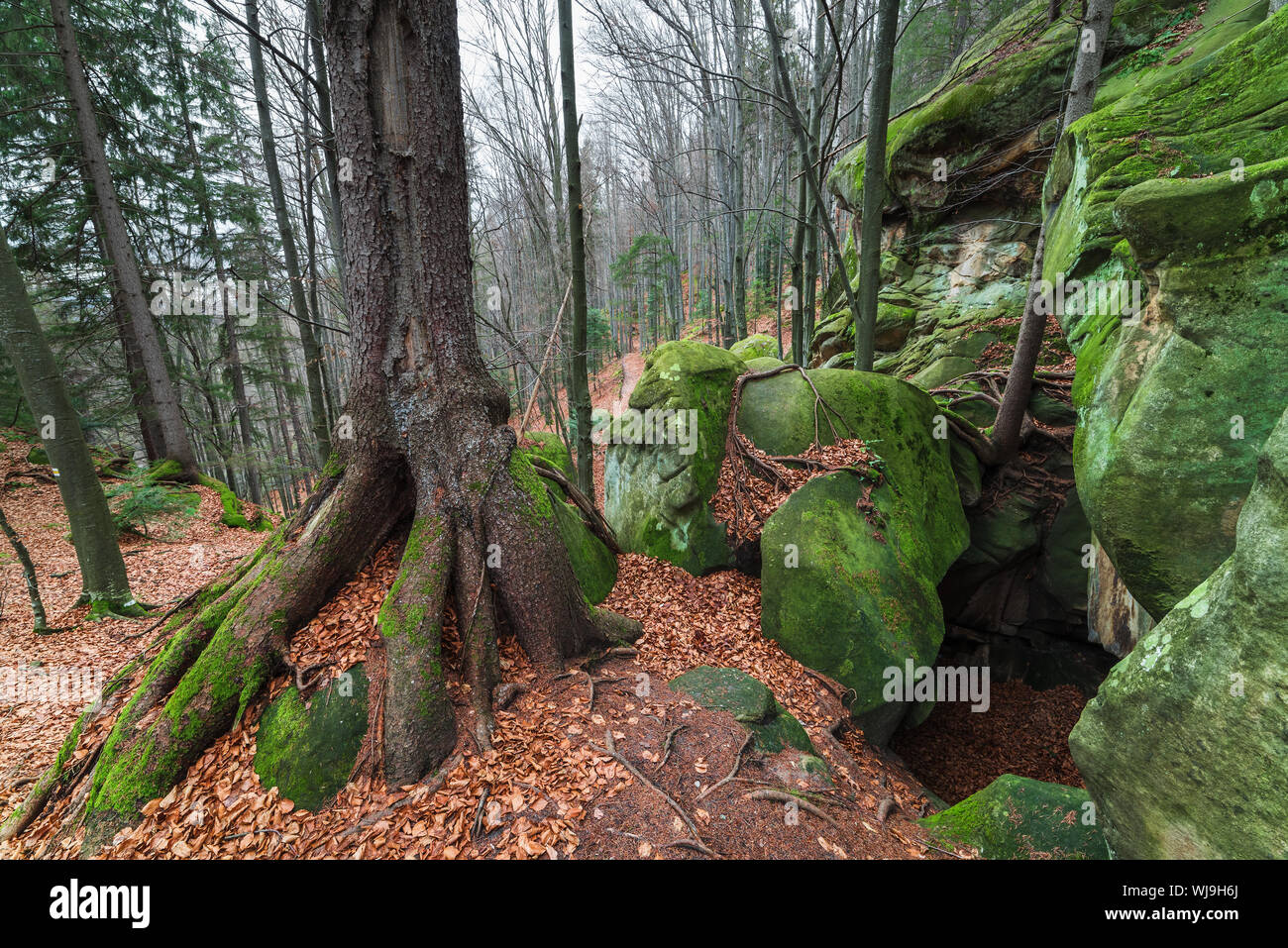 Fir tree roots hi-res stock photography and images - Alamy