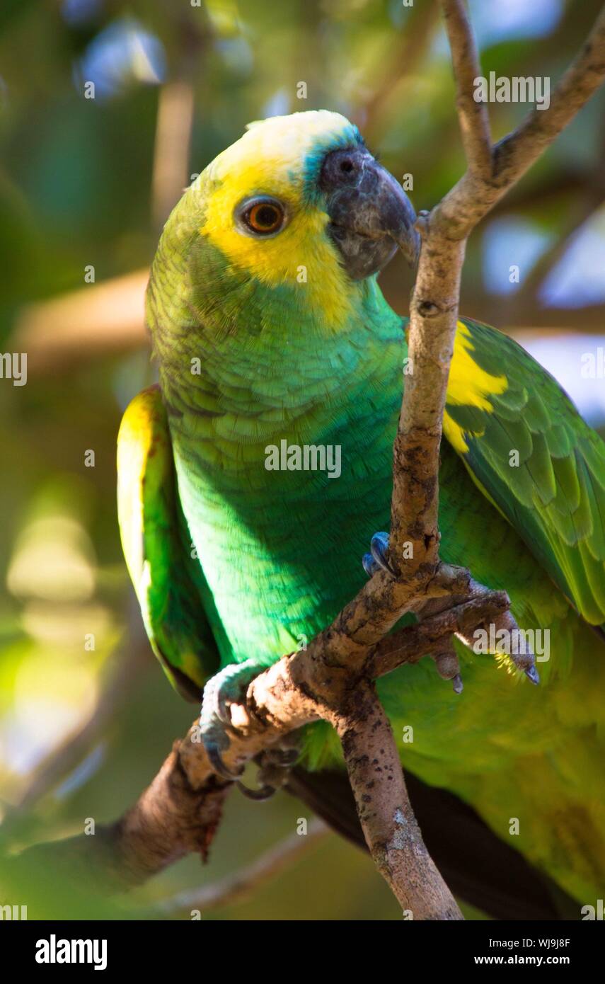 Parrot on branch hi-res stock photography and images - Alamy
