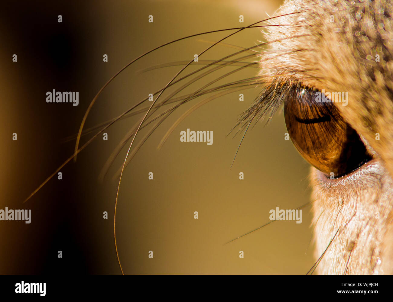 Extreme animal macro hi-res stock photography and images - Alamy