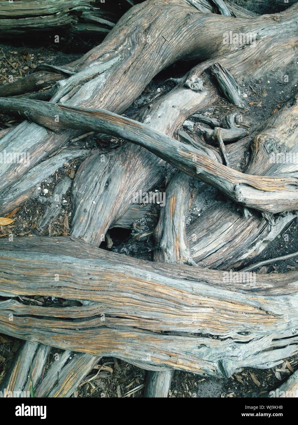 Old tree roots hi-res stock photography and images - Alamy