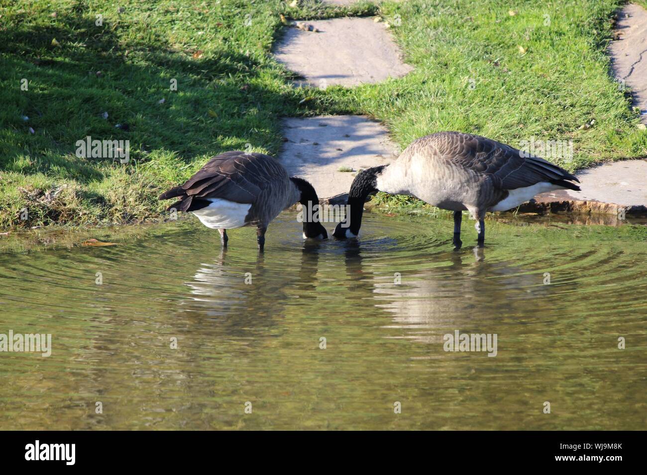 Geese Hunting High Resolution Stock Photography and Images - Alamy