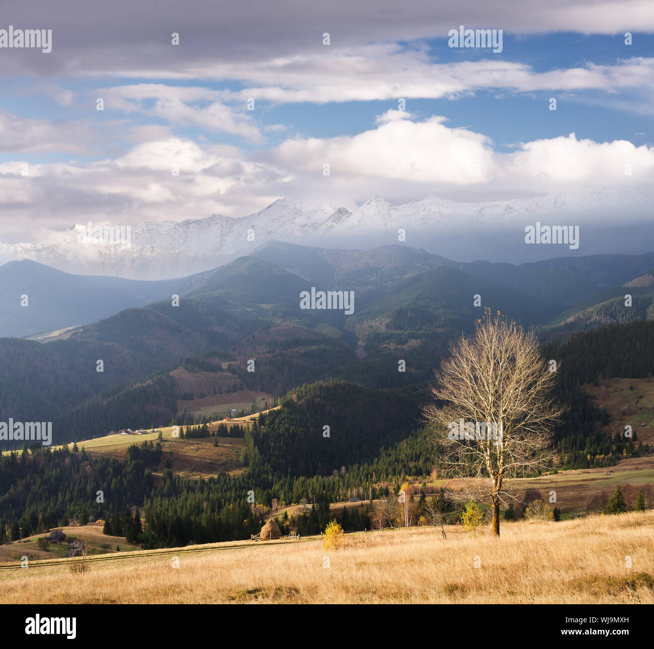 Autumn Landscape with a tree without leaves. View of the mountain ...