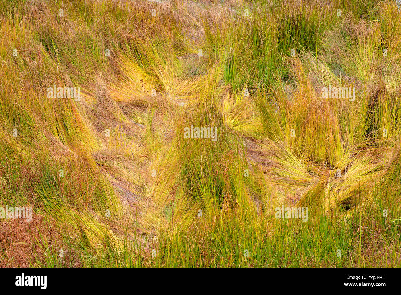 Disturbed marsh grasses, Greater Sudbury, Ontario, Canada Stock Photo ...