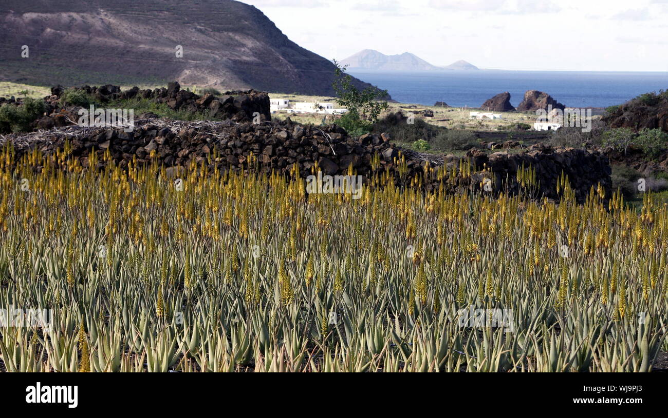 Aloe Vera Farm High Resolution Stock Photography and Images - Alamy