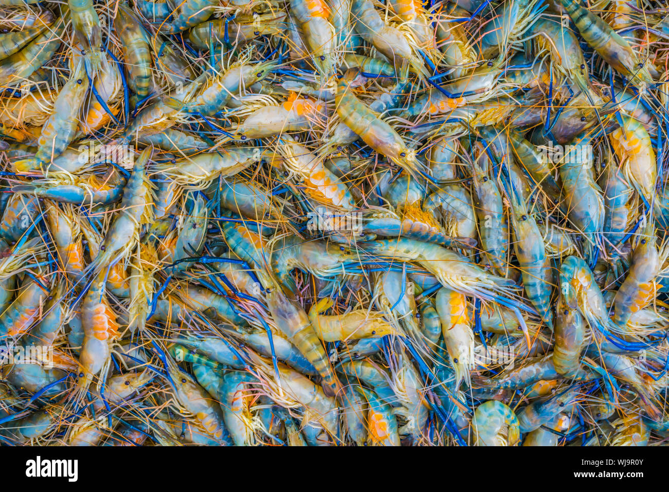 Full Net Of Fish High Resolution Stock Photography and Images - Alamy