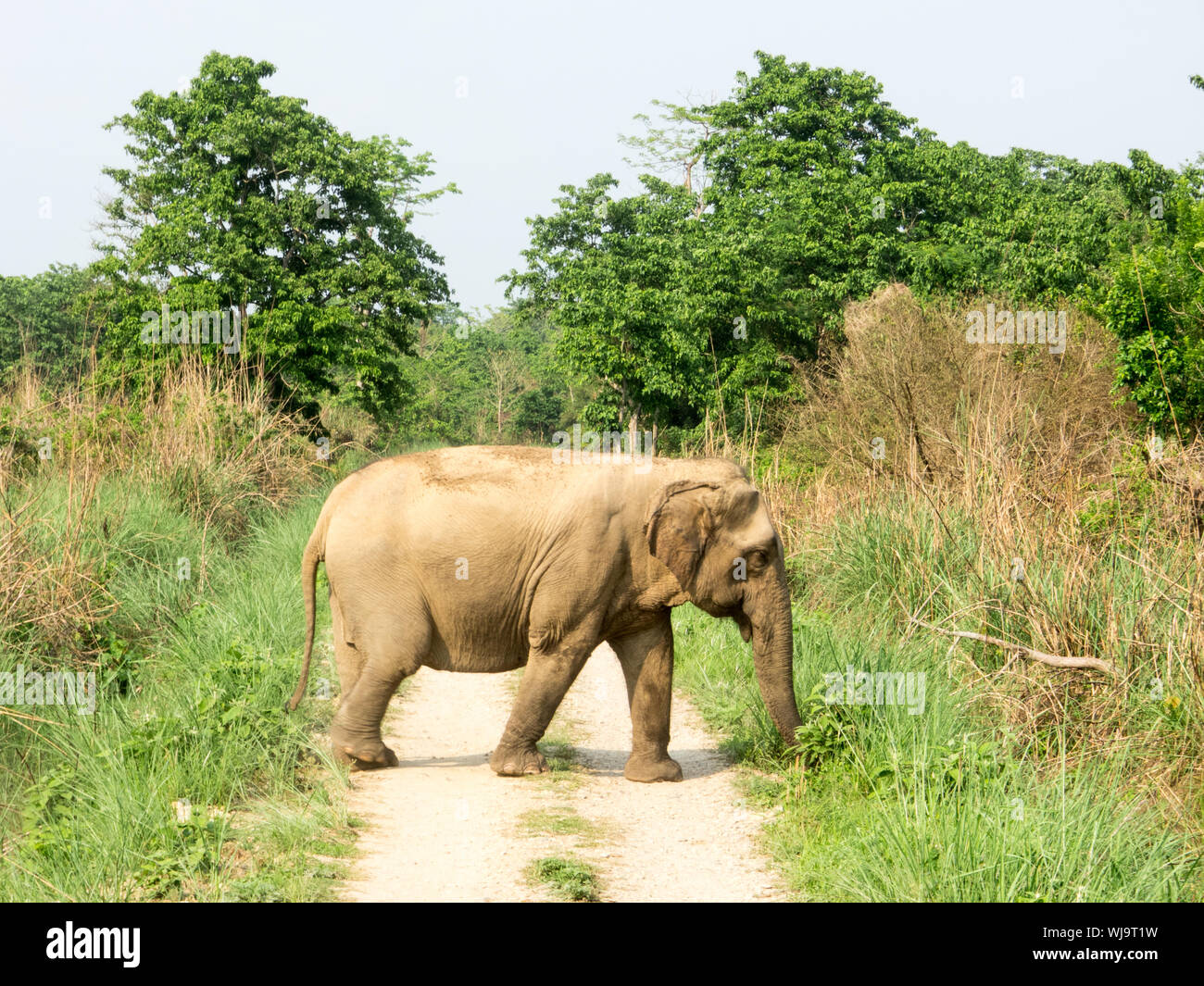 Indian elephant crossing road hi-res stock photography and images - Alamy