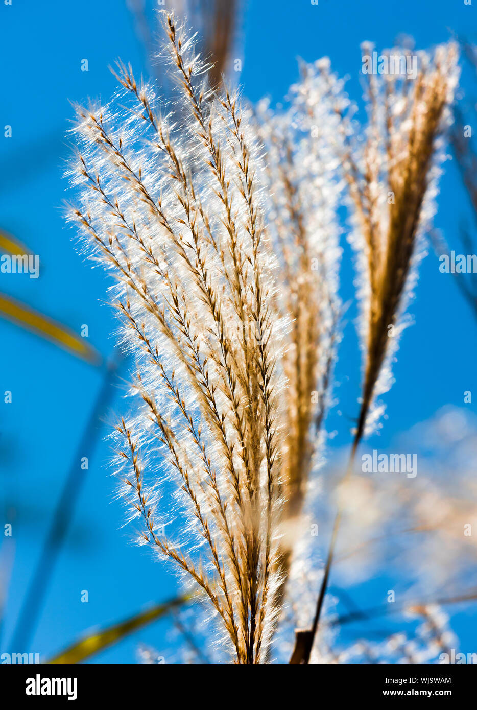 flowering reeds closeup Stock Photo - Alamy