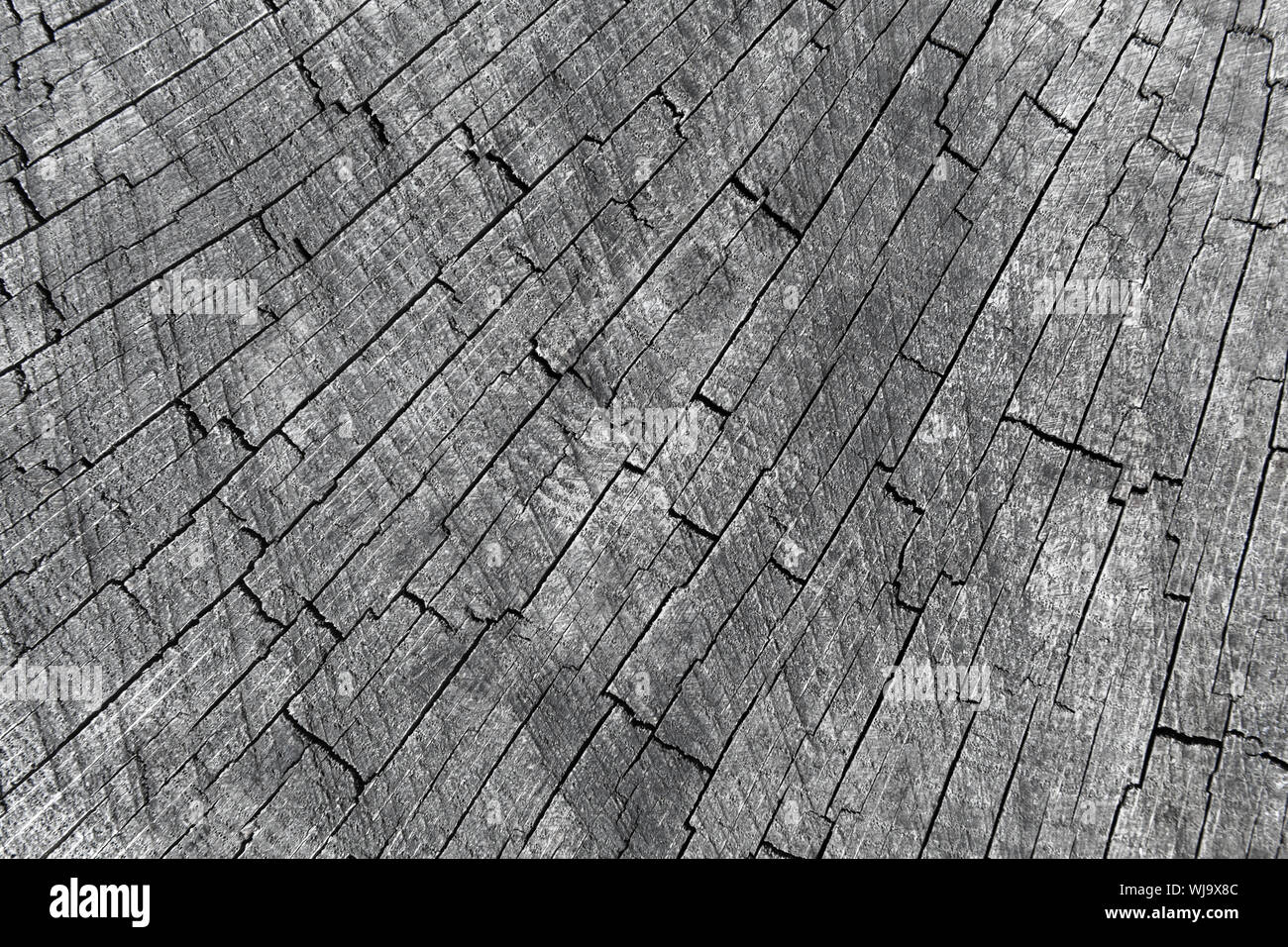 Old gray wooden log section with radial cracks, background photo ...
