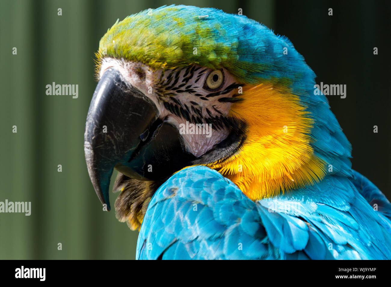 Blue gold macaw feather hi-res stock photography and images - Alamy