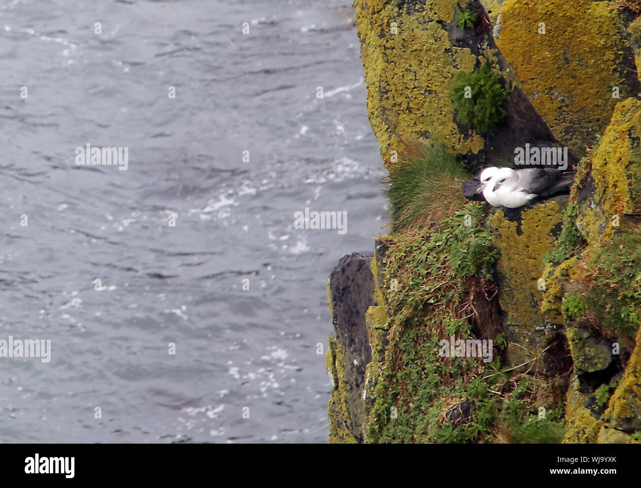 Rough nest hi-res stock photography and images - Alamy
