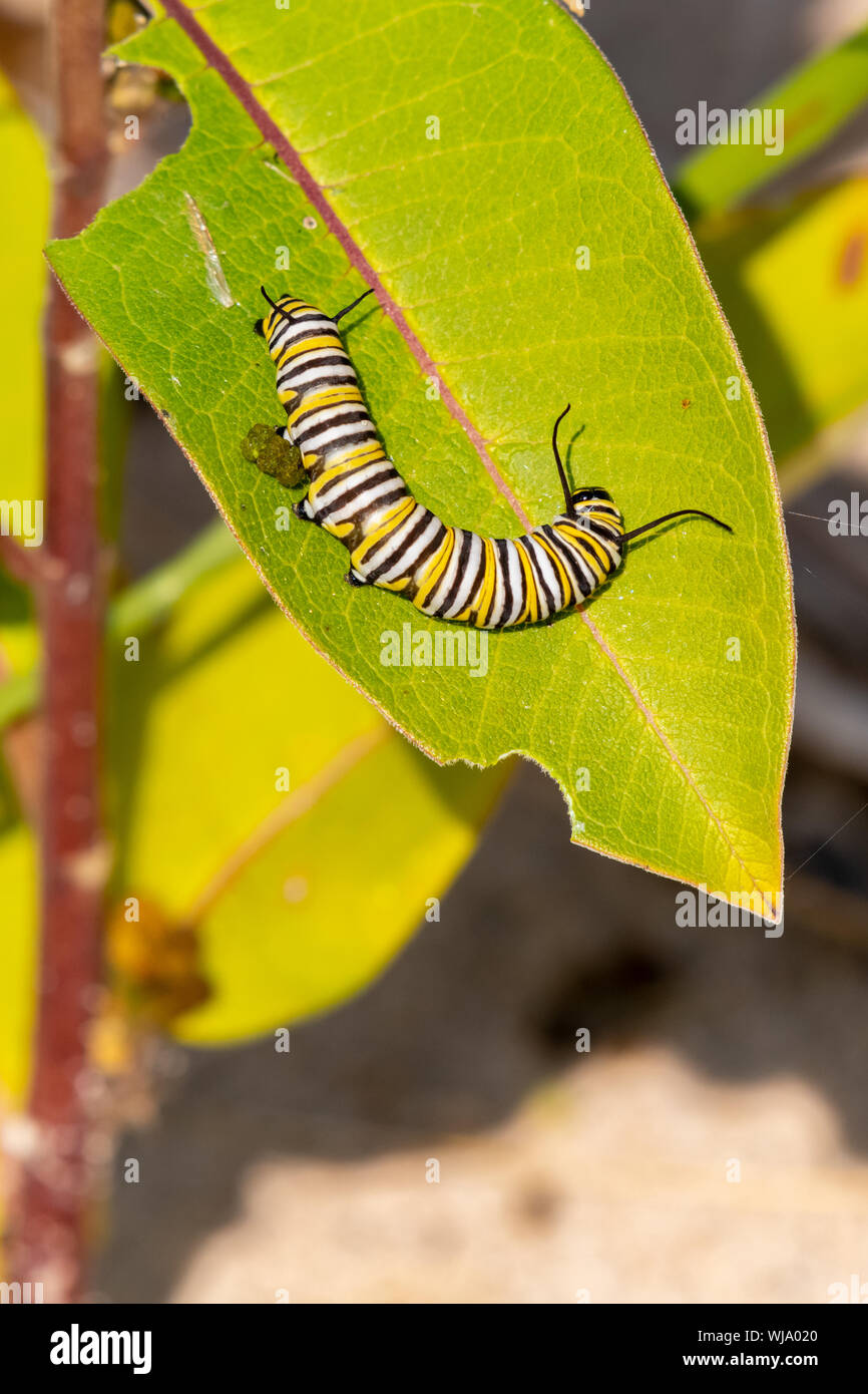 Monarch Butterfly (Danaus plexippus) Larvae caterpillar eating Milkweed ...