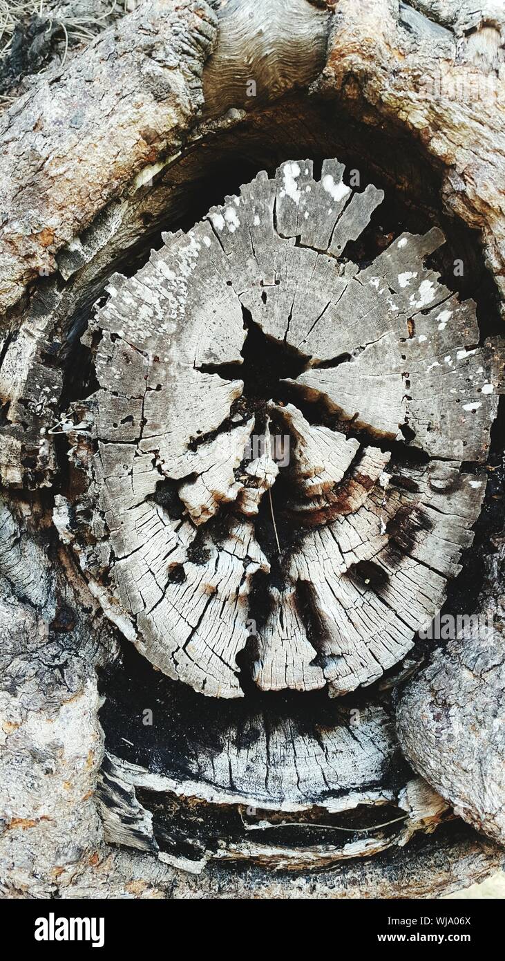 Decayed nature hi-res stock photography and images - Alamy