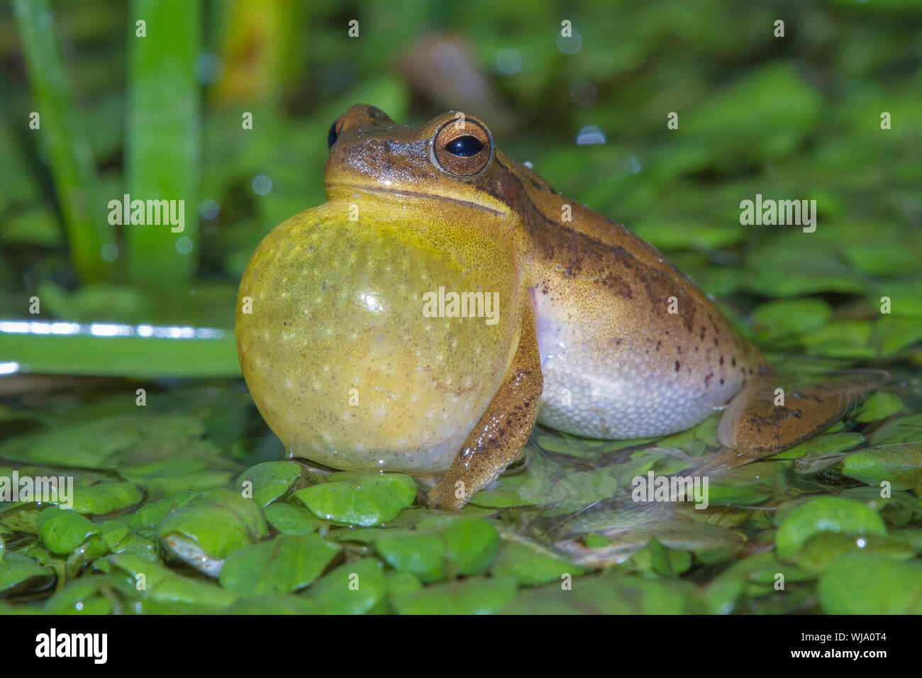 Bloated animal hi-res stock photography and images - Alamy