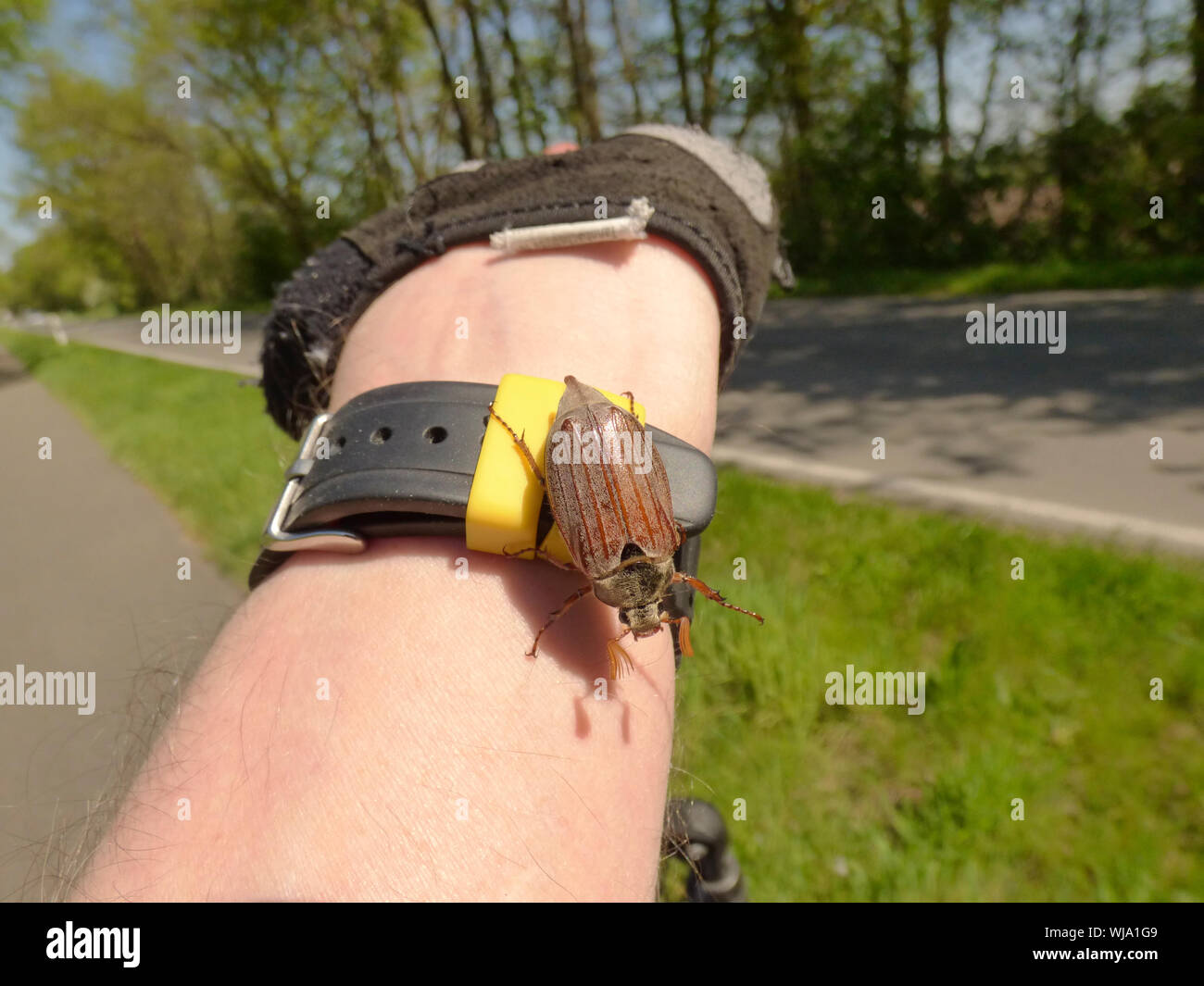 Bug trees hi-res stock photography and images - Alamy