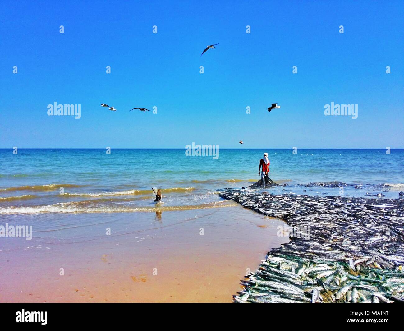 Fisherman pulling his net High Resolution Stock Photography and Images ...