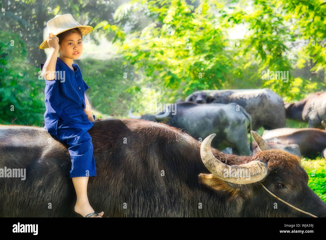 Sitting on buffalo hi-res stock photography and images - Alamy