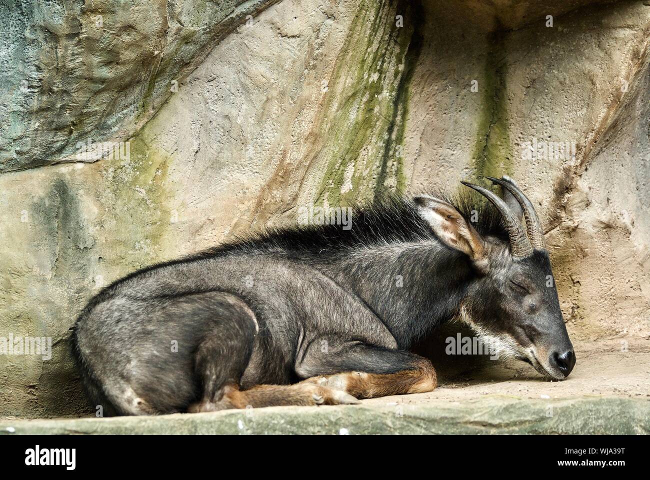 Serow hi-res stock photography and images - Alamy