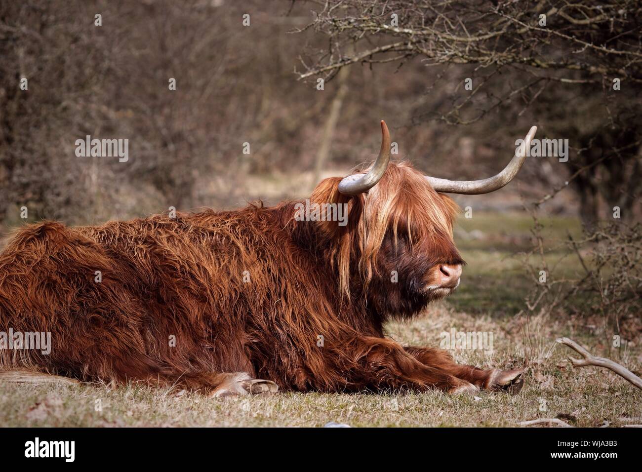 Side view of highland cow hi-res stock photography and images - Alamy