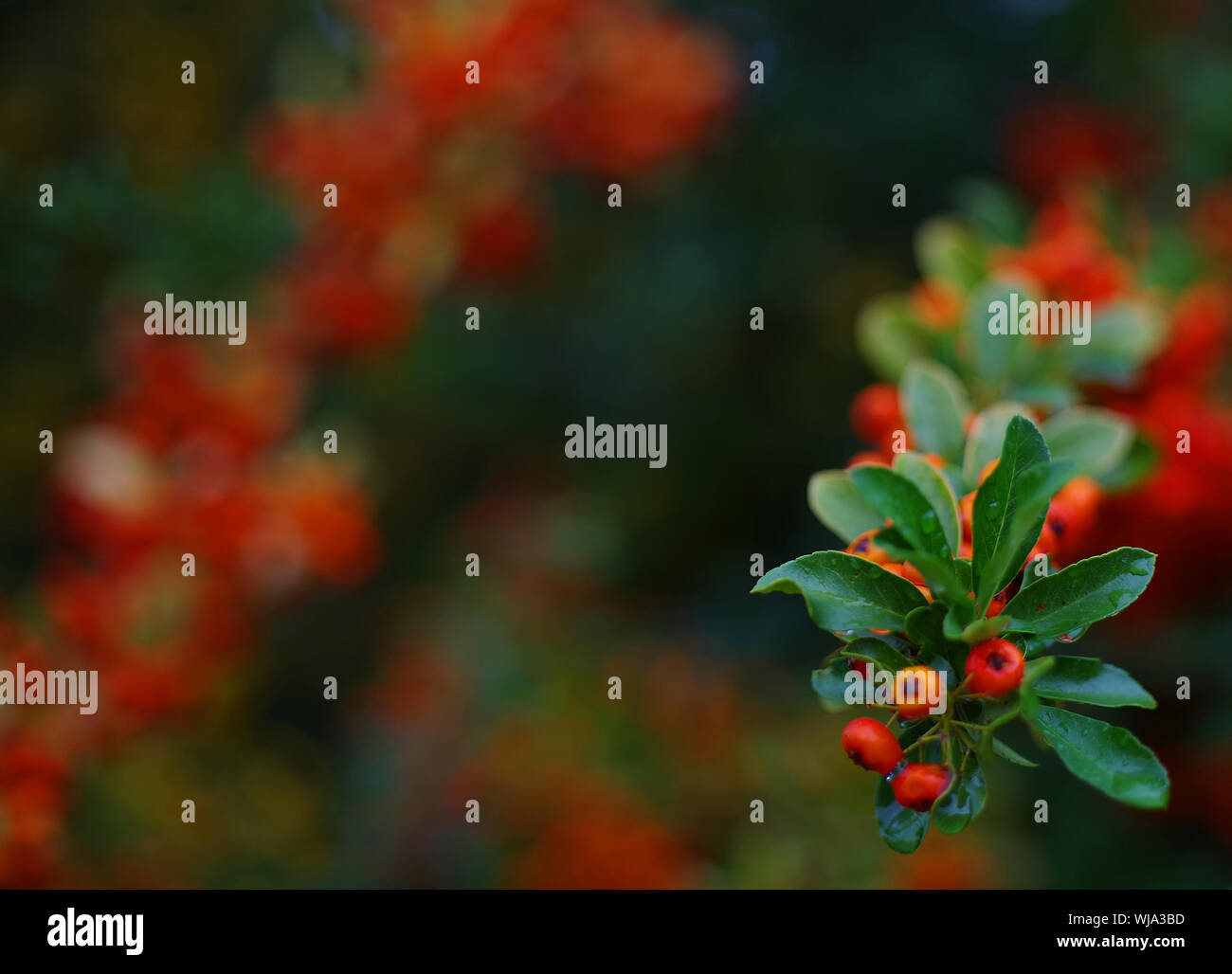 Red color fruits hi-res stock photography and images - Alamy