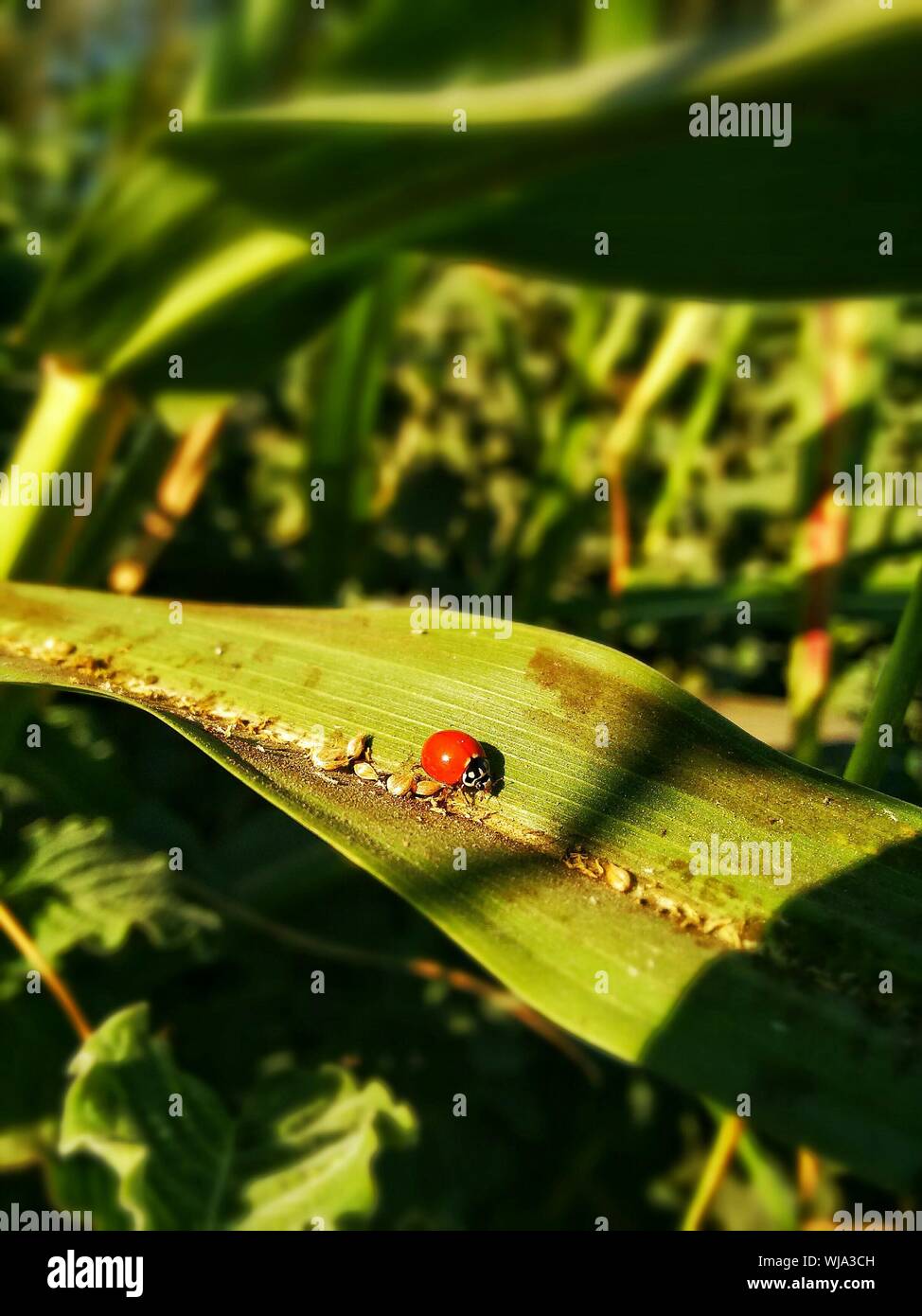 Ladybird on the leaf hi-res stock photography and images - Alamy
