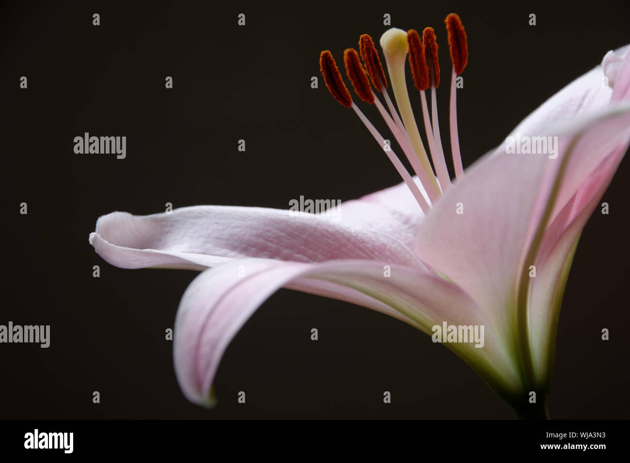 Night lily hi-res stock photography and images - Alamy